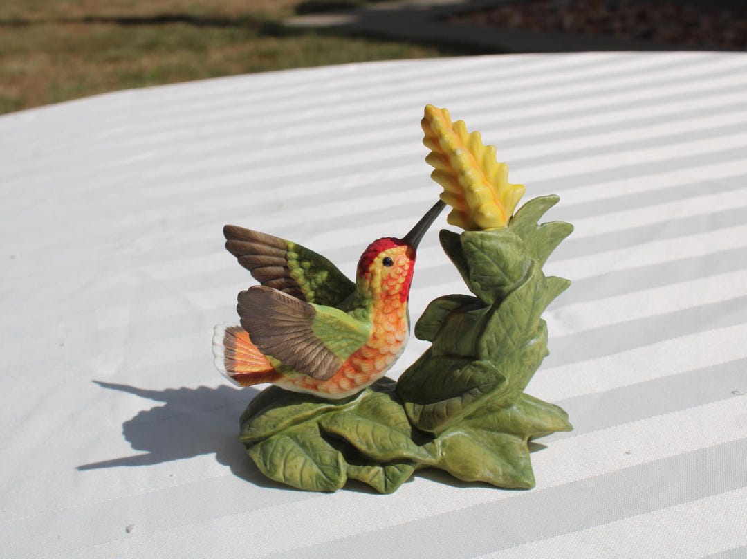 Allen's Hummingbird With Aphelandra (saffron Spike Zebra Plant ...