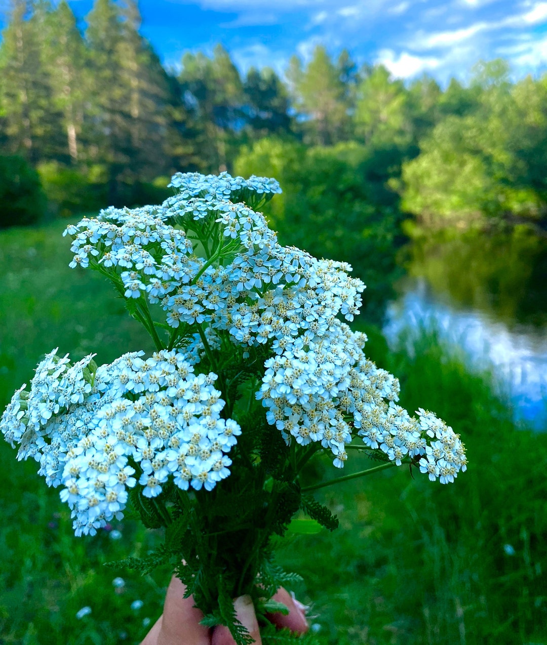 Soothing Yarrow Spray - Etsy