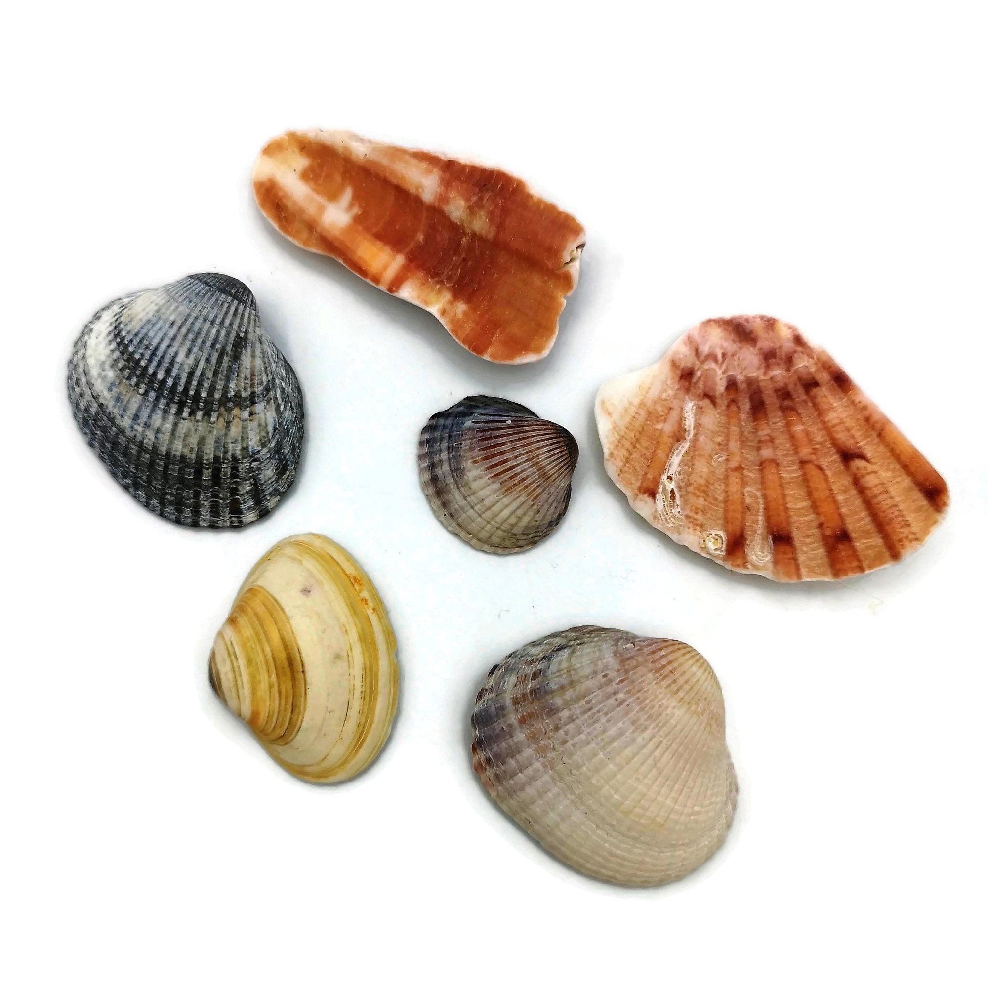 Sea Shells Magnets Set Housewarming Gift for Men Fridge - Etsy