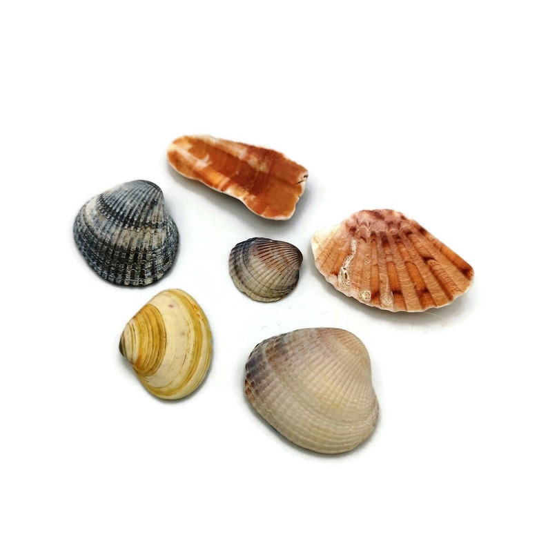 Sea Shells Magnets Set Housewarming Gift for Men Fridge - Etsy