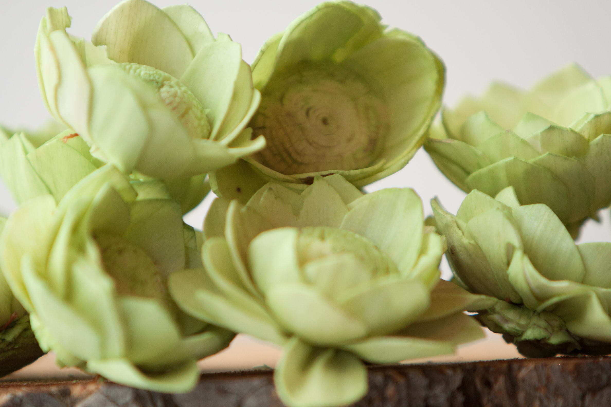 Green Camellia Sola Flowers- SET OF 10 , Green Sola Flowers, Green Wood ...