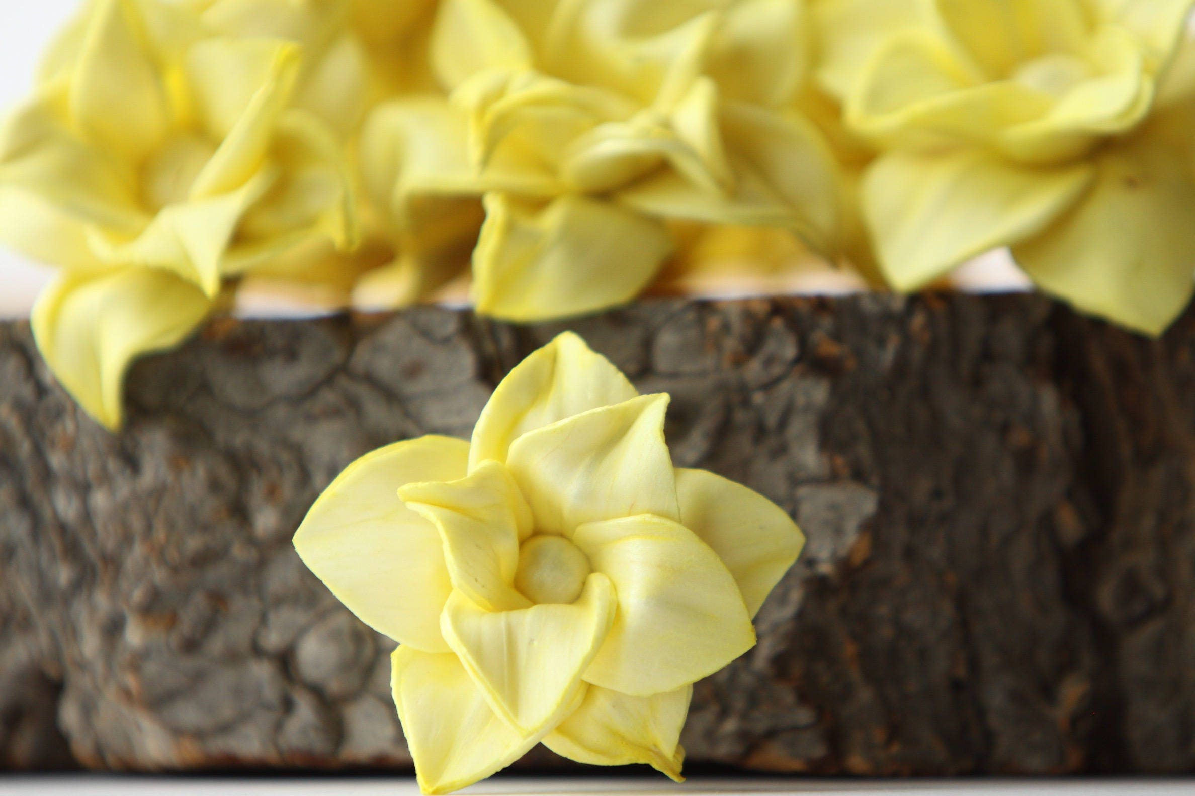 Lemon Yellow Star Magnolia Sola Flowers - SET OF 10