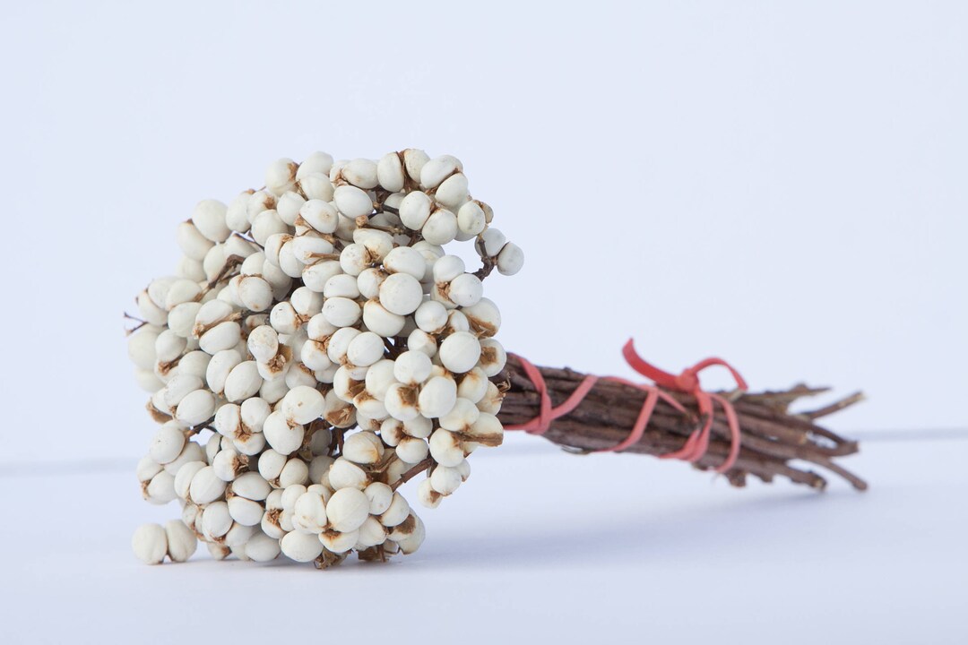 Dried Tallow Berry - Imported - Etsy