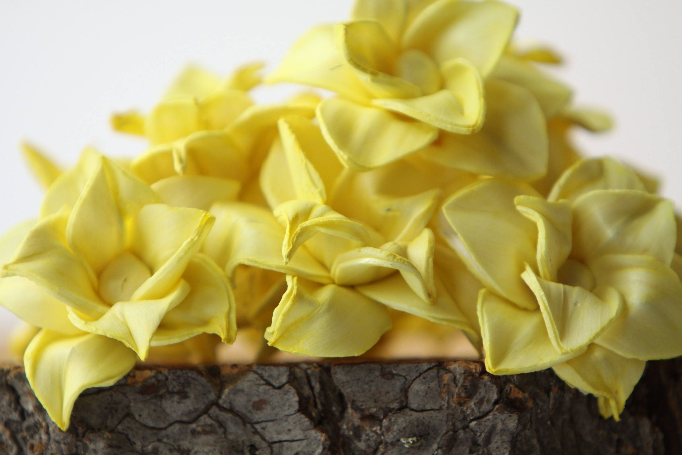 Lemon Yellow Star Magnolia Sola Flowers - SET OF 10