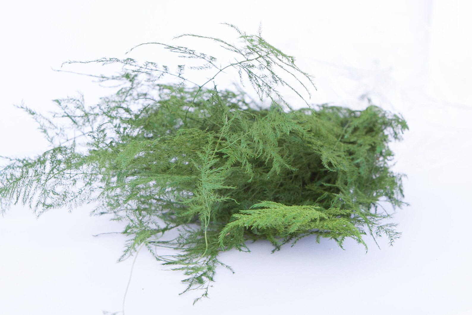 Preserved Plumosa Fern Greenery Green Ferns Preserved - Etsy
