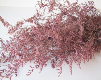 Preserved Dried Caspia Misty Green | Etsy