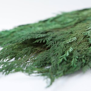 Preserved Cedar Foliage - Cedar Greenery - Winter Greenery - Evergreen ...