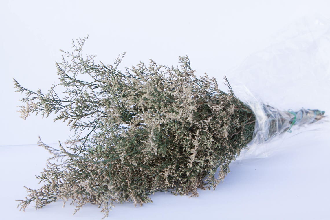 Preserved Dried Caspia Misty Green | Etsy