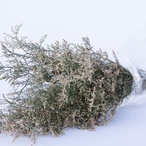 Preserved Dried Caspia Misty Green - Etsy