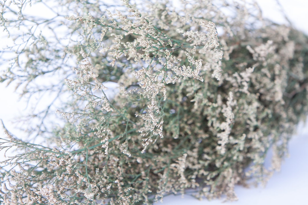 Preserved Dried Caspia Misty Green - Etsy