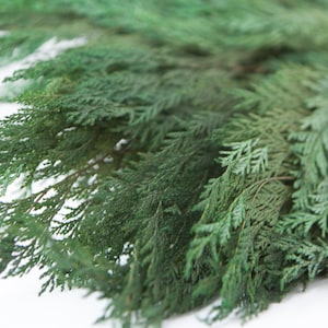 Preserved Cedar Foliage - Cedar Greenery - Winter Greenery - Evergreen ...