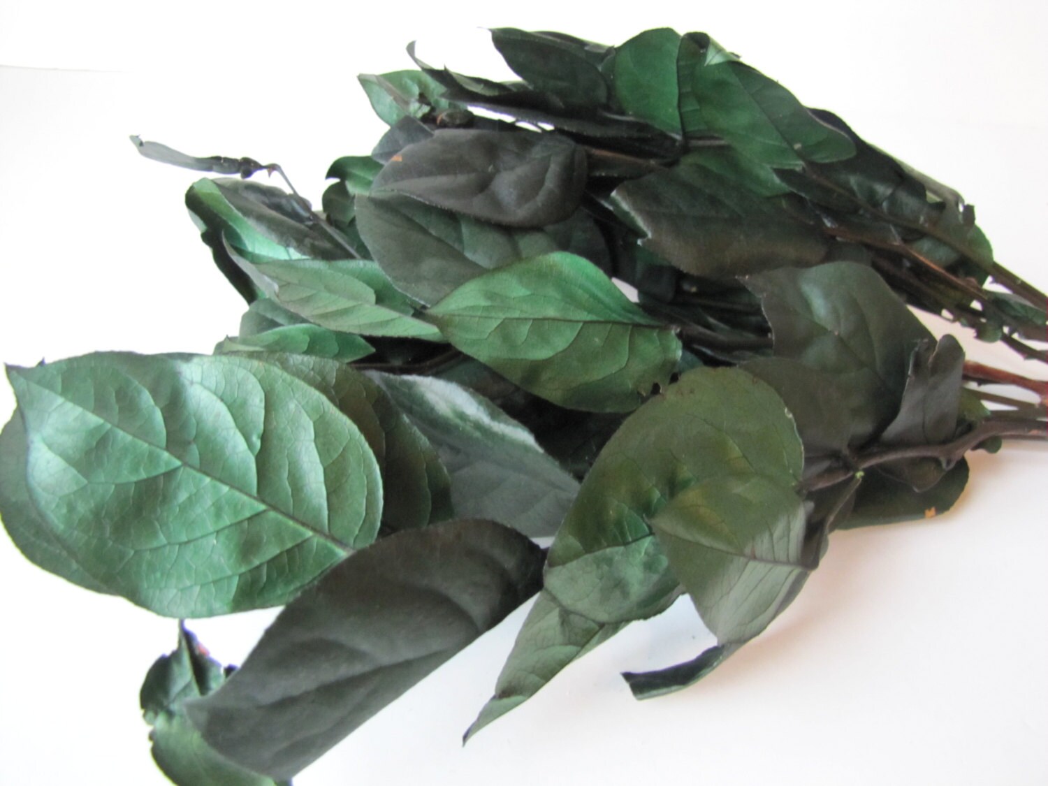Salal - Dried and Preserved Salal - Dried Salal Leaves - Salal Leaves ...
