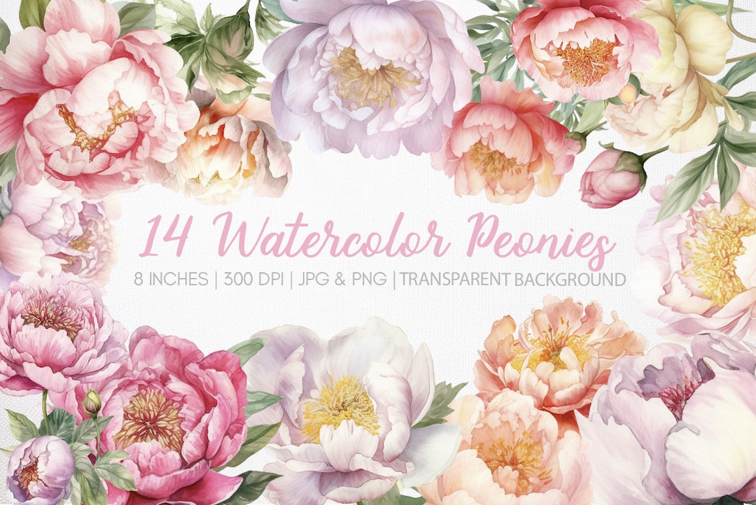 Peonies Watercolor, Clipart, Clipart Commercial Use, Illustration, Clip ...