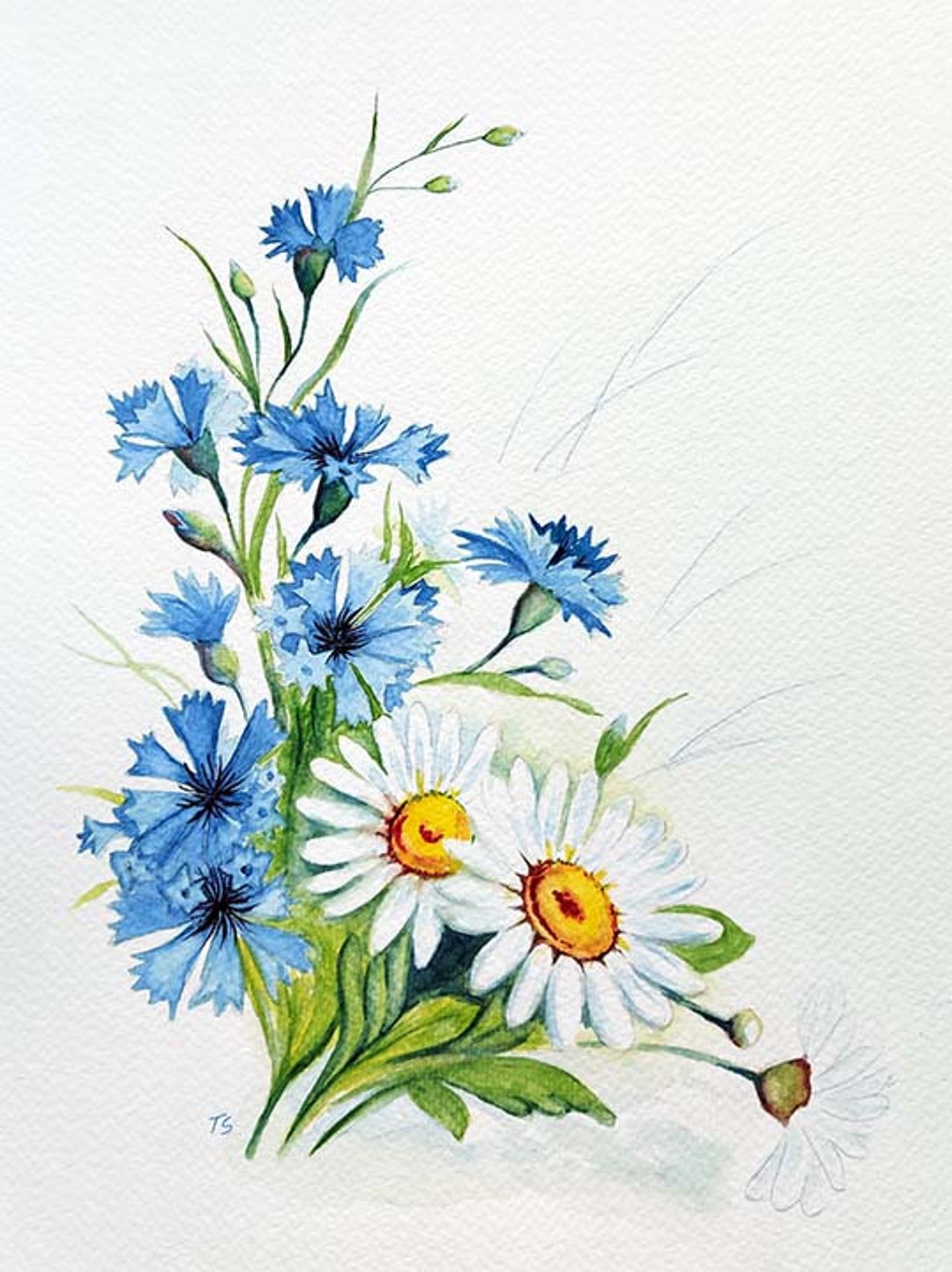 Daisies and Cornflowers Watercolour Art Original Painting 9x12 - Etsy