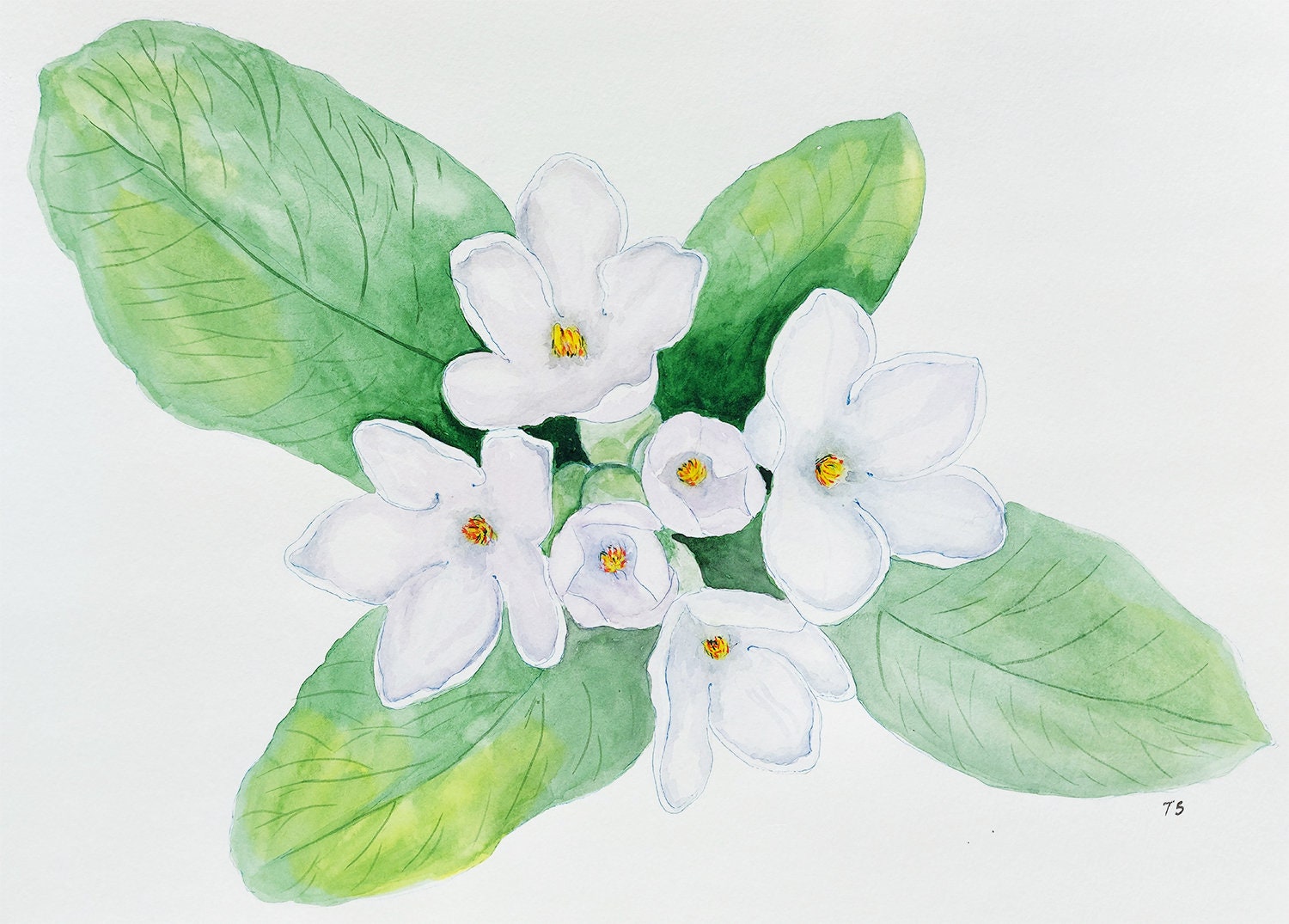 Mayflower Plant Drawing