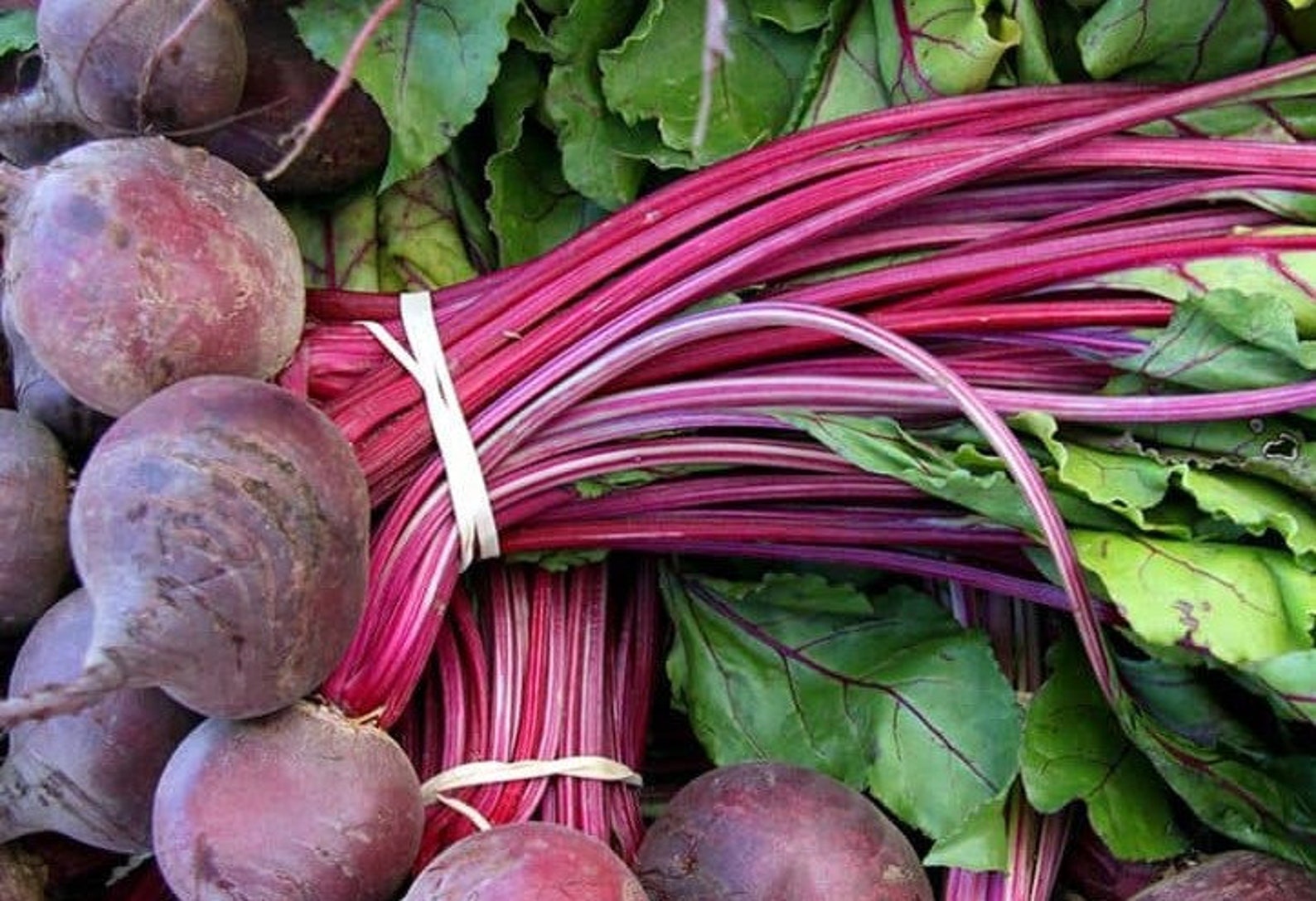 Detroit Dark Red Beet Seeds 40 Seeds - Etsy