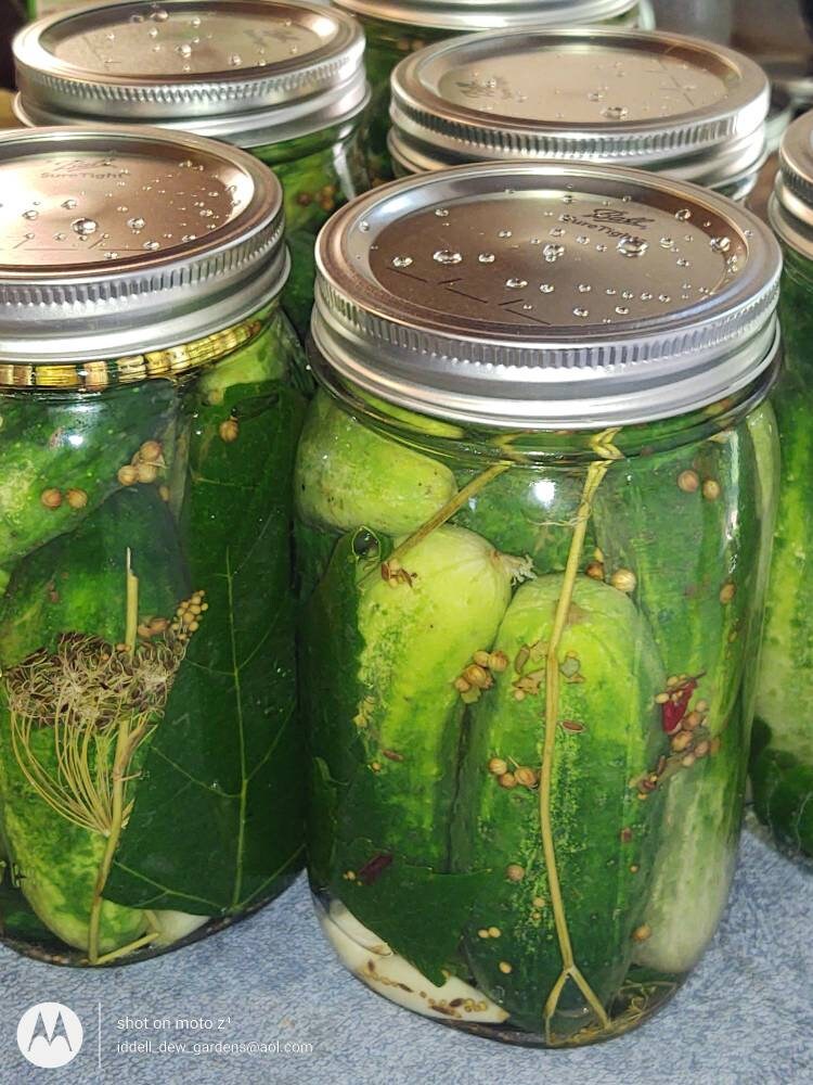 Dill Pickles, Old Fashioned Dill Pickles, Hand Packed Family Recipe. 1 ...