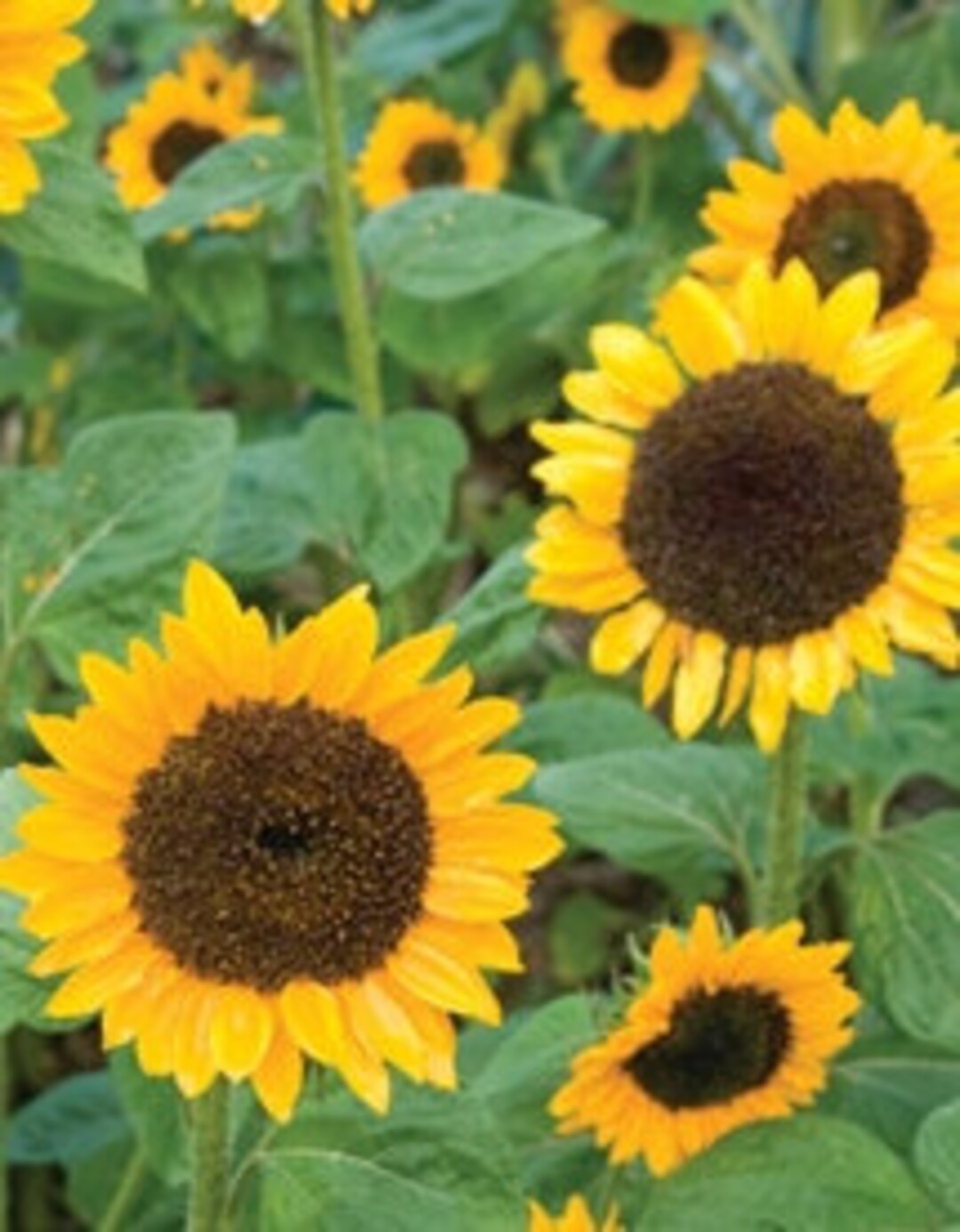 Organic Soraya Sunflower Seeds, Oregon Pacific Northwest - Etsy