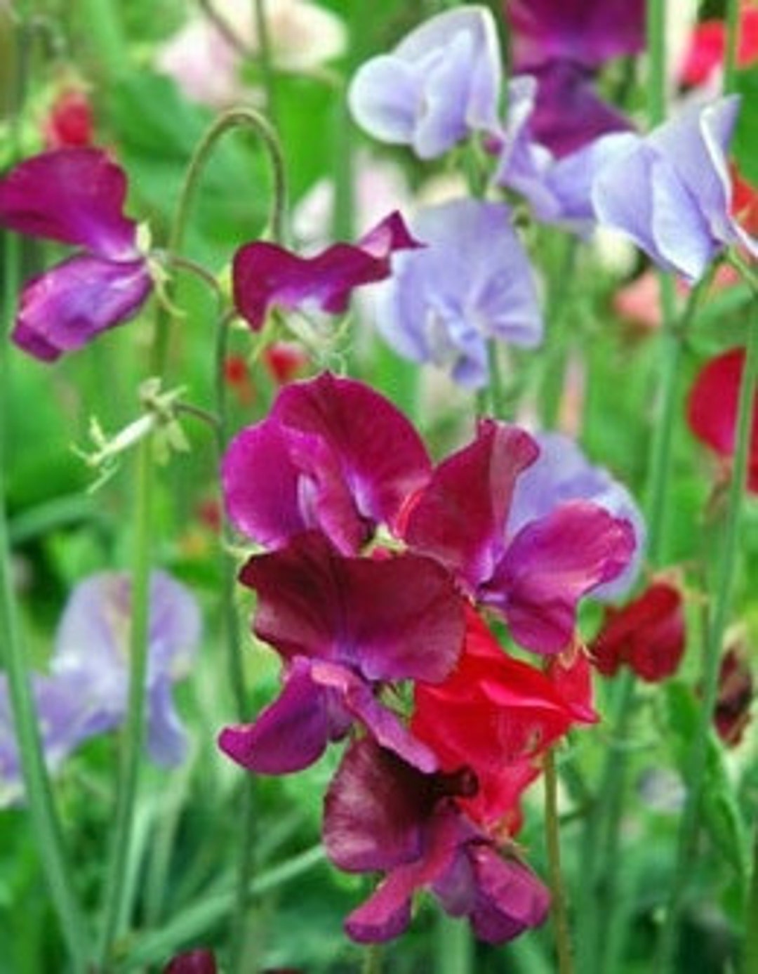 Heirloom Old Fashion Sweet Pea Seeds - Etsy