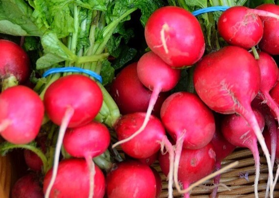Cherry Belle radish seeds sustainably grown red rashish | Etsy