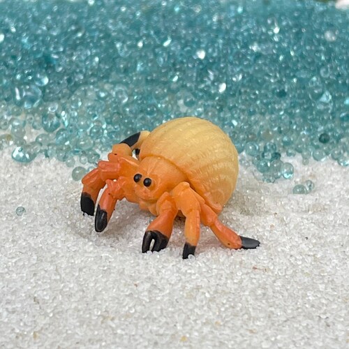 Miniature Crab Mini Hermit Crab Beach Garden Supplies - Etsy