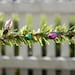 Miniature Christmas Garland Artificial Pine Wired Roping With - Etsy