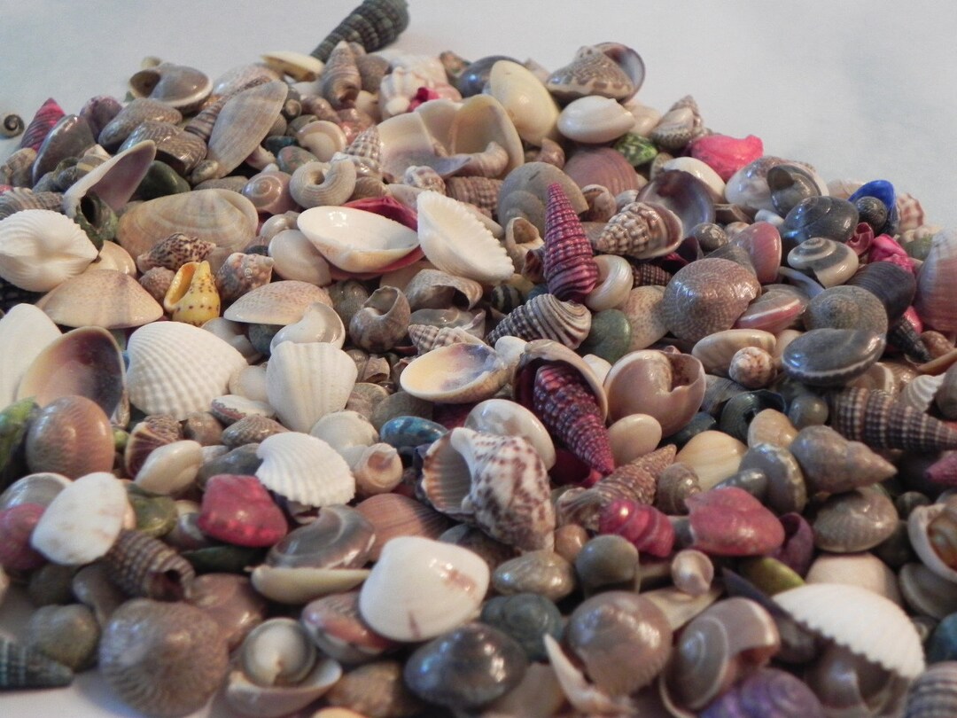 Small Sea Shells Assorted - Real Sea Shells, Beach Themed DIY for ...
