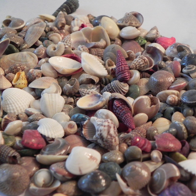 Small Sea Shells - Etsy