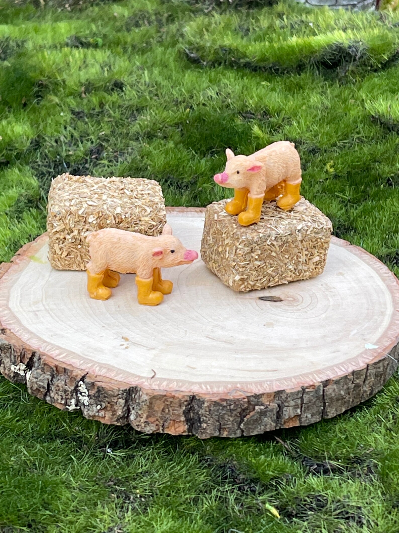 Miniature Pig, Miniature Hay Bale, Micro Mini Pigs, Hambone, Pig ...