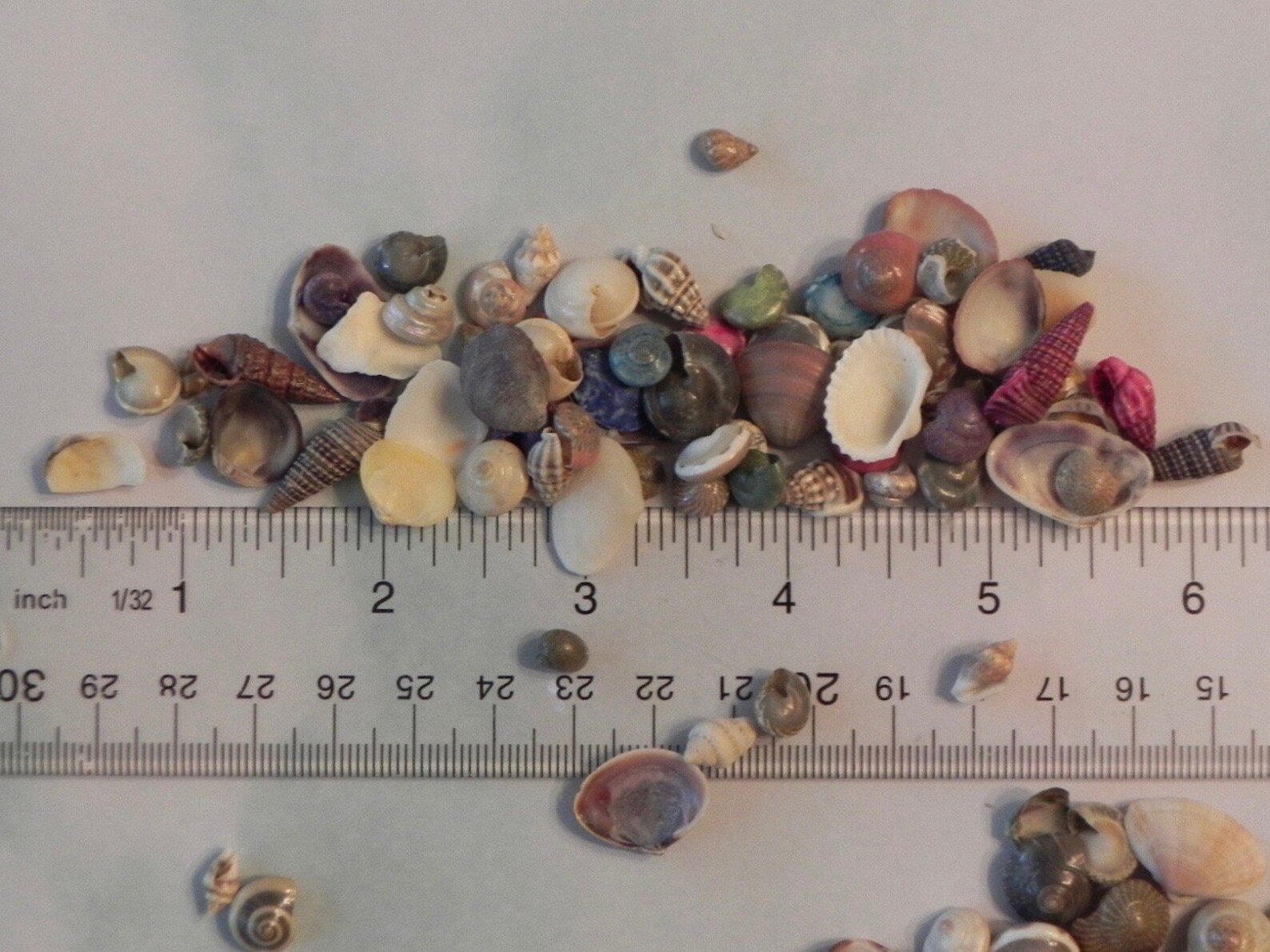 Small Sea Shells Assorted Real Sea Shells Beach Themed DIY - Etsy