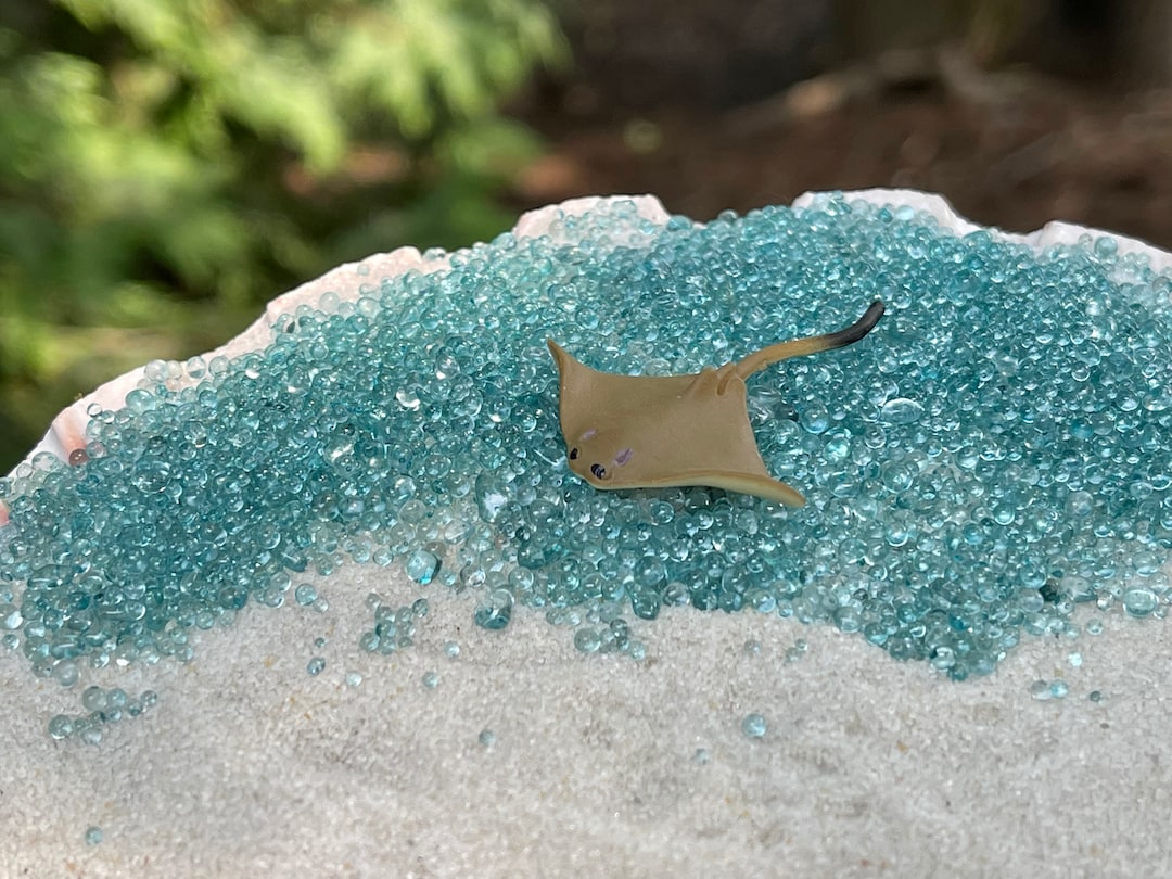 Miniature Cownose Ray, Tiny Manta Ray, Miniature Stingray, Beach Garden ...