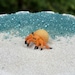 Miniature Crab, Mini Hermit Crab, Beach Garden Supplies, Terrarium ...