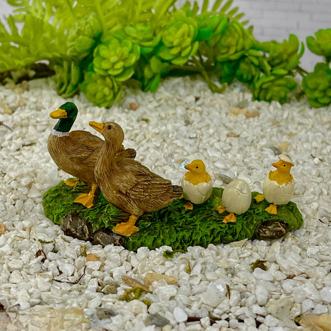 Miniature Duck Ducklings Baby Ducks, Duck Family, Mallard, Easter Farm ...