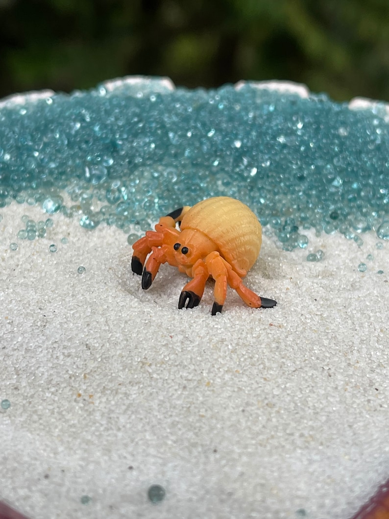 Miniature Crab Mini Hermit Crab Beach Garden Supplies - Etsy