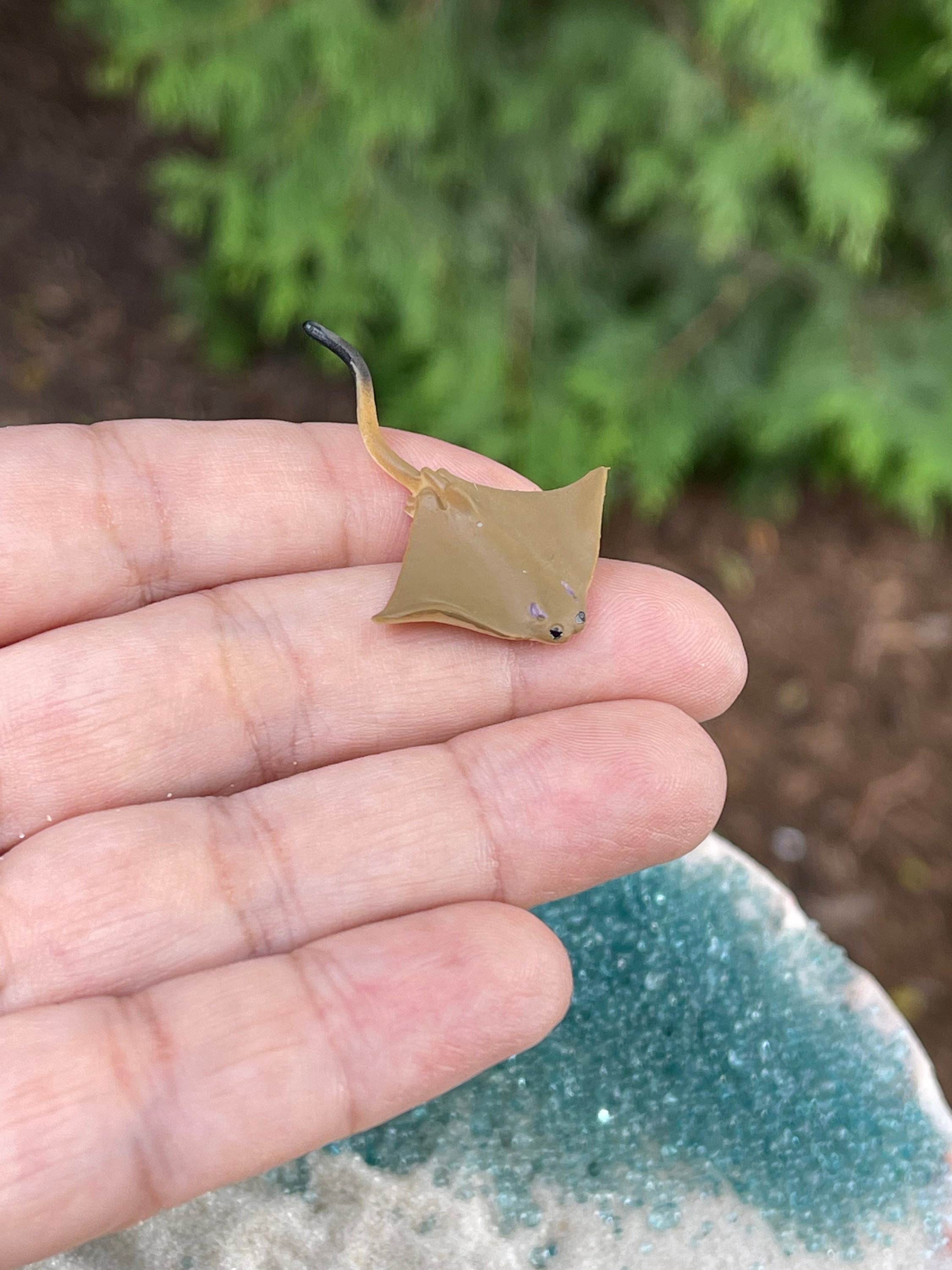 Miniature Cownose Ray Tiny Manta Ray Miniature Stingray | Etsy
