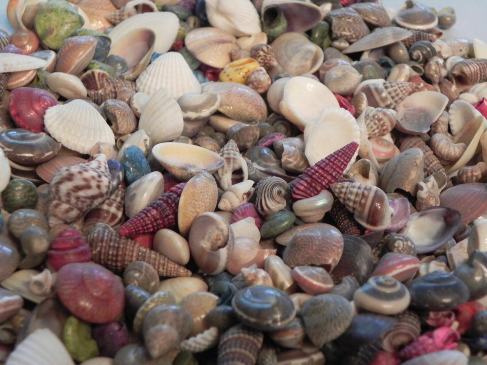 Small Sea Shells Assorted Real Sea Shells Beach Themed DIY - Etsy