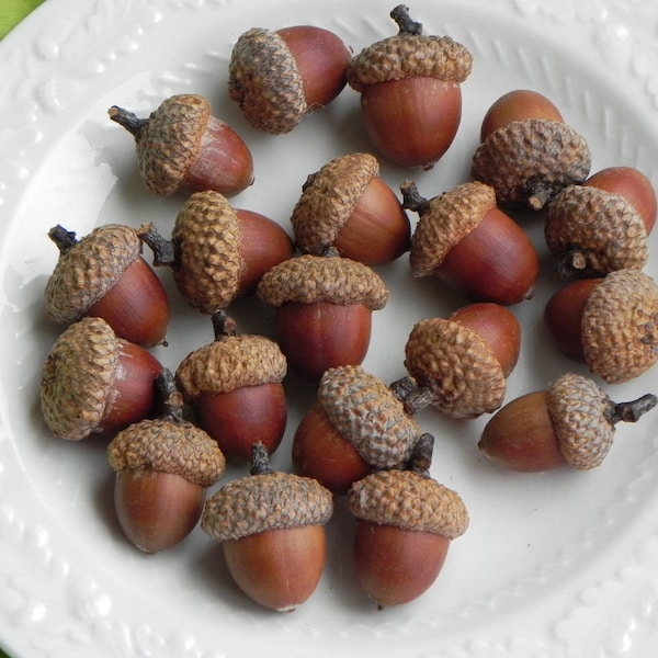 Miniature Acorns - Etsy