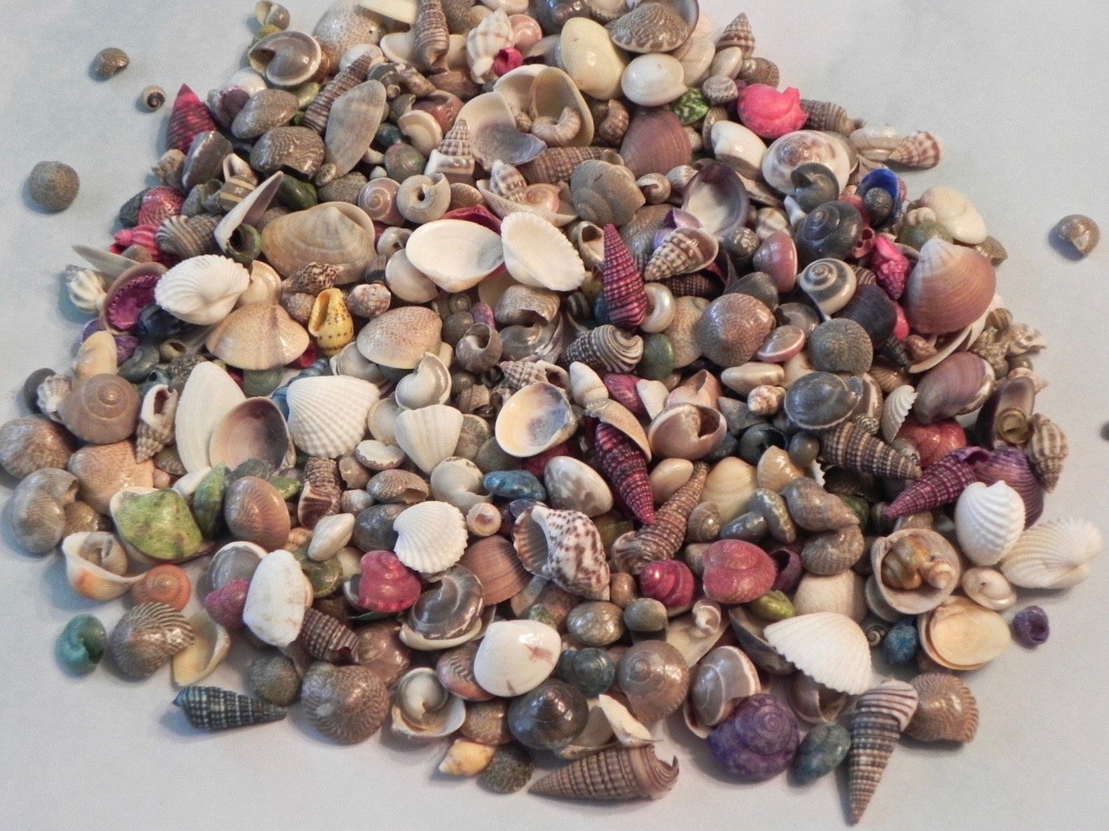Small Sea Shells Assorted Real Sea Shells Beach Themed DIY - Etsy