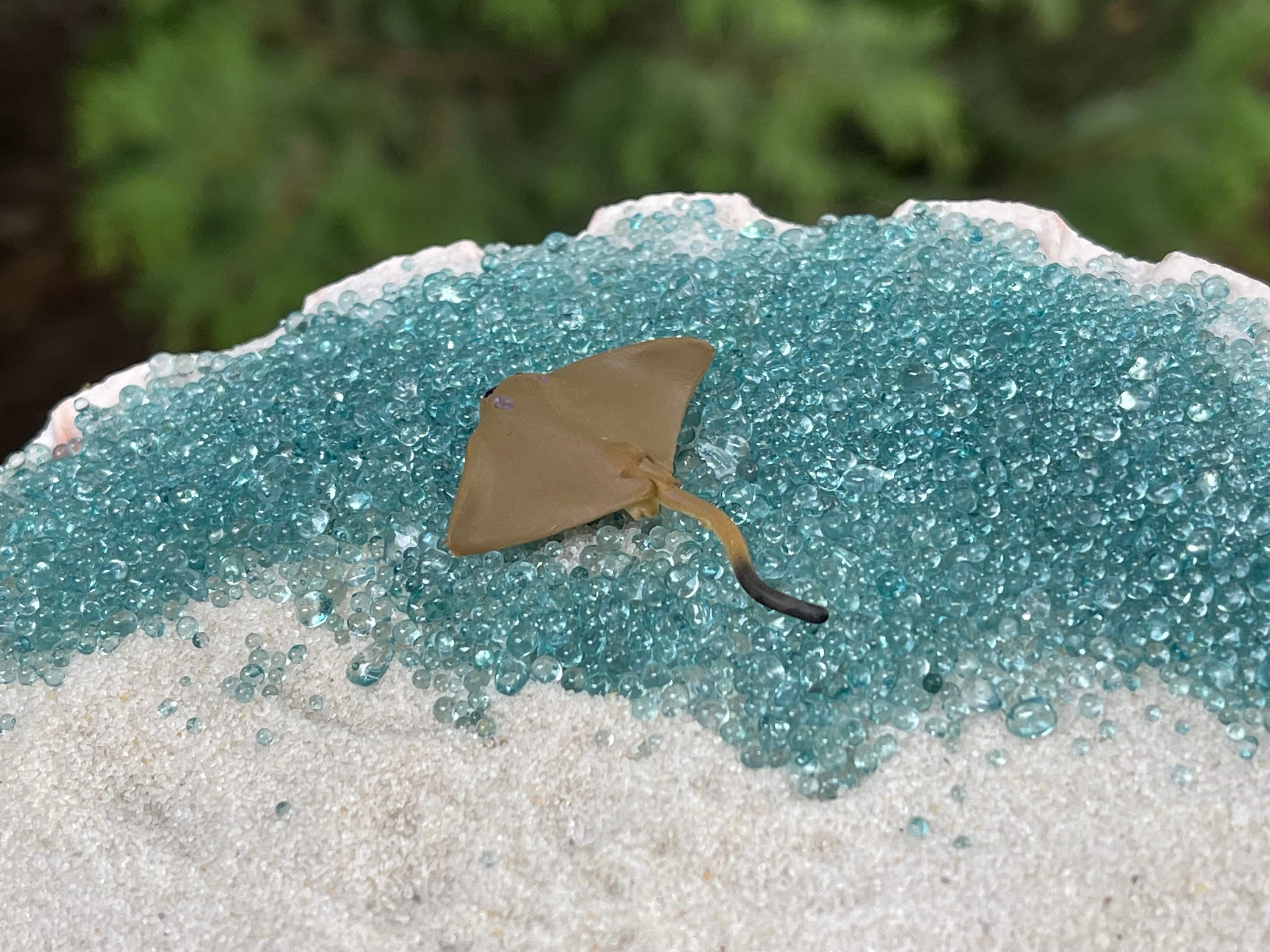 Miniature Cownose Ray Tiny Manta Ray Miniature Stingray | Etsy