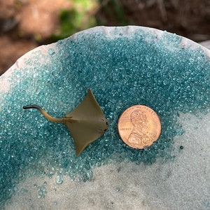 Miniature Cownose Ray, Tiny Manta Ray, Miniature Stingray, Beach Garden ...