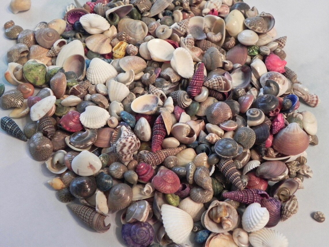 Small Sea Shells Assorted Real Sea Shells Beach Themed DIY - Etsy
