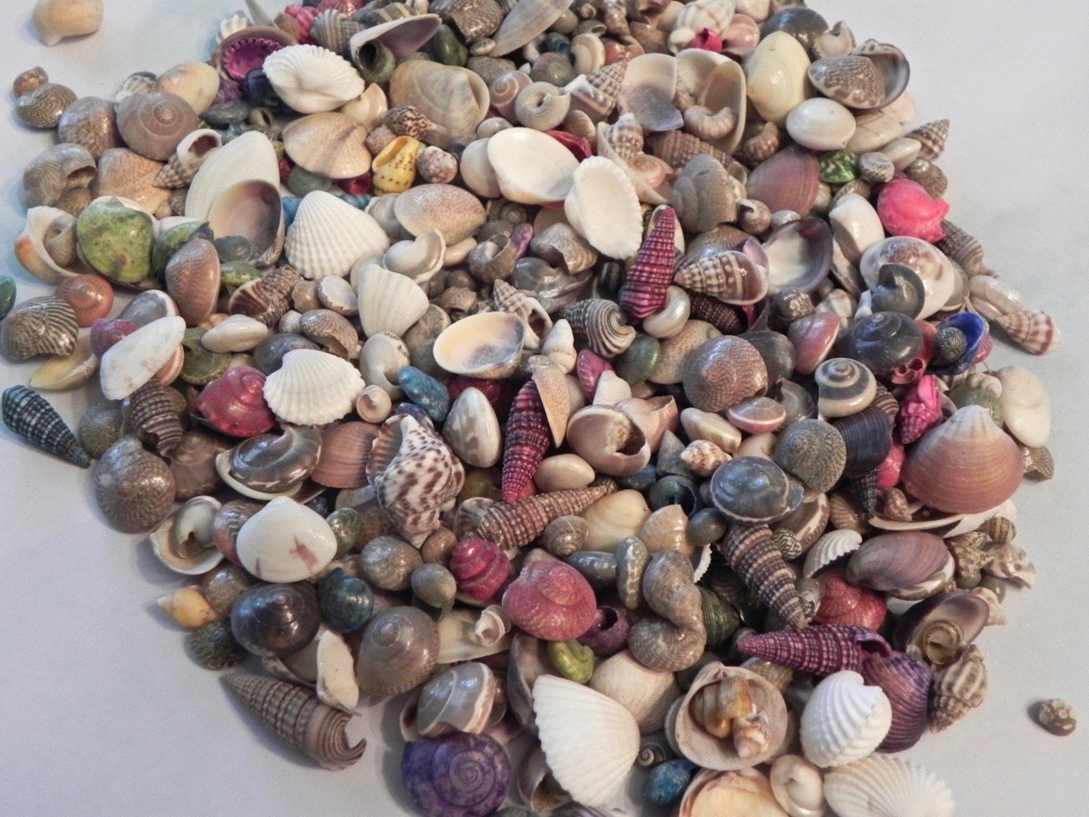 Small Sea Shells Assorted Real Sea Shells Beach Themed DIY - Etsy