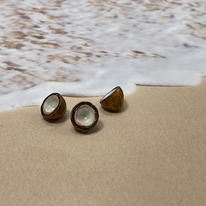 Miniature Coconuts, Miniature Palm Tree, Miniature Beach Garden ...