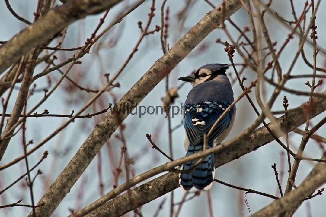 Nature Photograph-blue Jay - Etsy