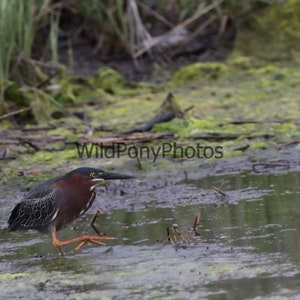 Green Heron Photo - Pick One Image - Etsy