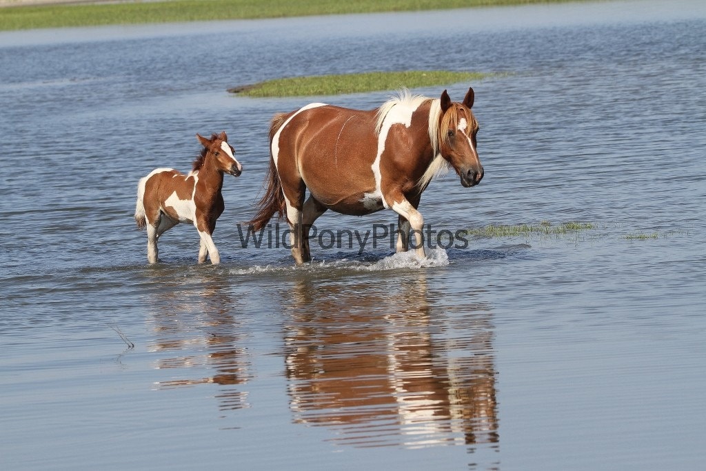 Chincoteague Pony Photograph Chestnut Pinto Mare & Foal Matted to ...