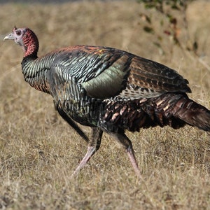 Nature Photograph-wild Turkey - Pick One Image - Etsy