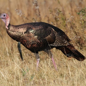 Nature Photograph-wild Turkey - Pick One Image - Etsy