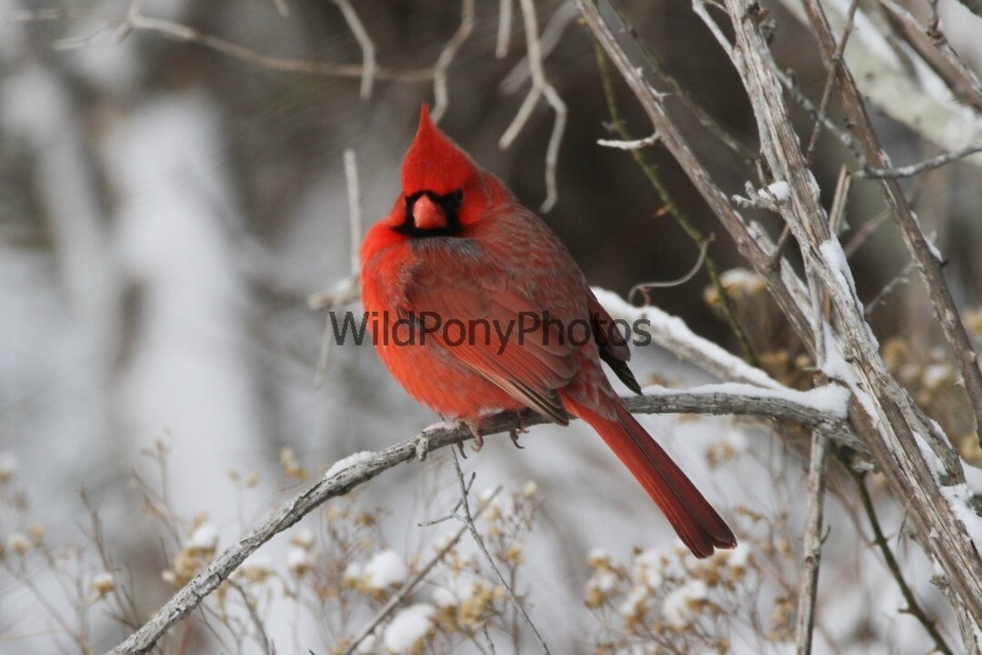 Cardinal Photo - Pick One Image - Etsy
