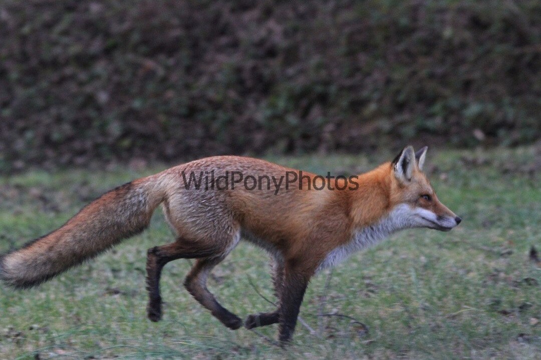 Red Fox Photo - Pick One Image - Etsy
